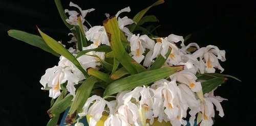 Орхидея целогина кристата coelogyne cristata