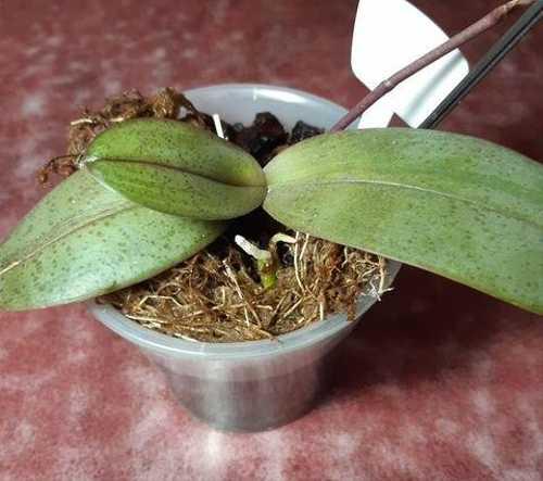 Орхидея фаленопсис Парфюм фабрика Дасти Бель