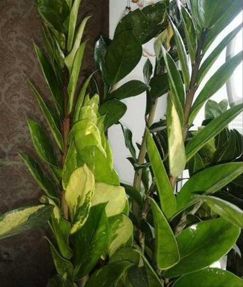 Замиокулькас short leaf variegata