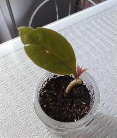 Переския (листовой кактус)