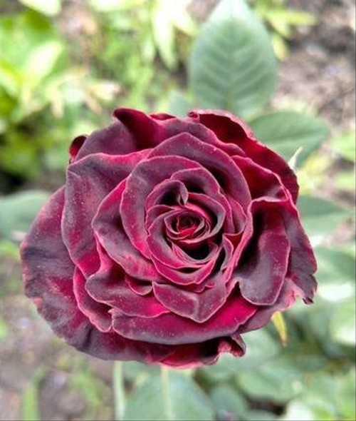 Саженец розы Блек Баккара