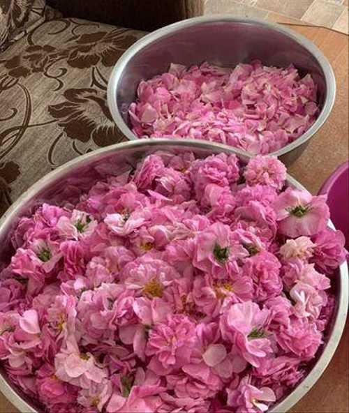 Чайная роза