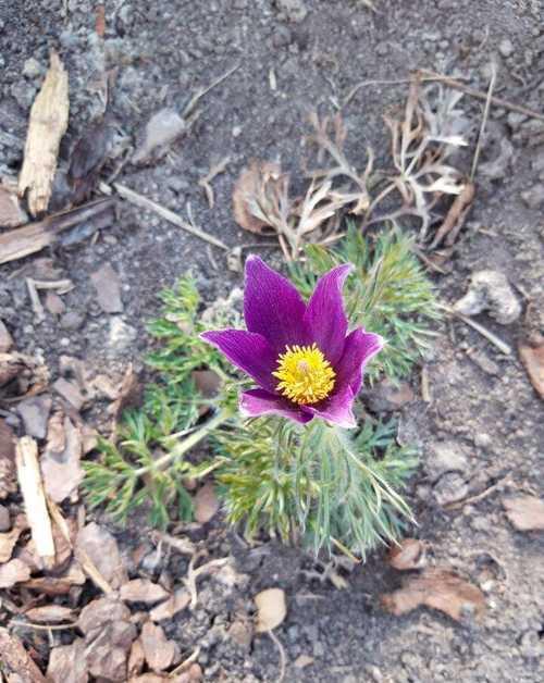 Прострел обыкновенный или Сон-трава. Семена