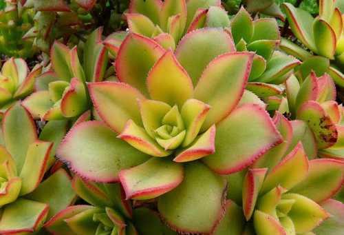 Эониум киви Aeonium cv. Kiwi