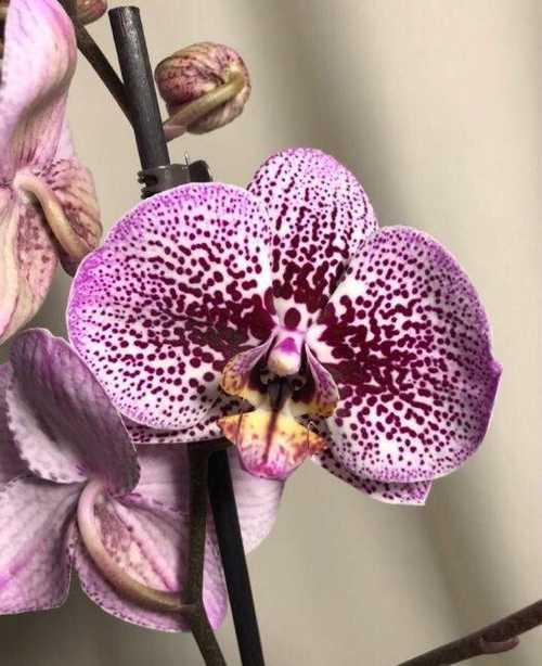 Орхидея фаленопсис сорт отцвела