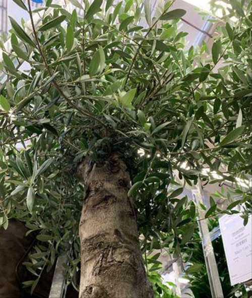 Оливковое дерево штамбованное D50,h-180 cm