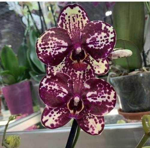 Орхидея фаленопсис новая фронтера