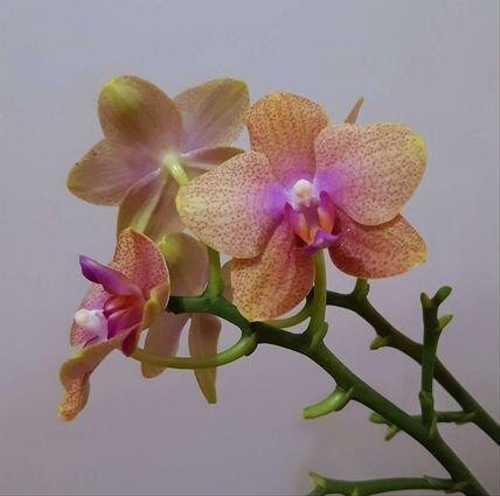 Орхидея фаленопсис Lady Ronja