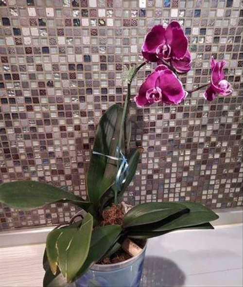 Орхидея фаленопсис двойная посадка