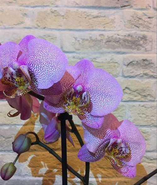 Орхидея фаленопсис (манхеттен, мэджик арт)