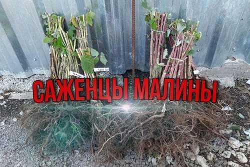 Саженцы малины