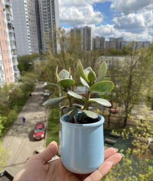 Денежное дерево Толстянка Crassula ovata minor кра