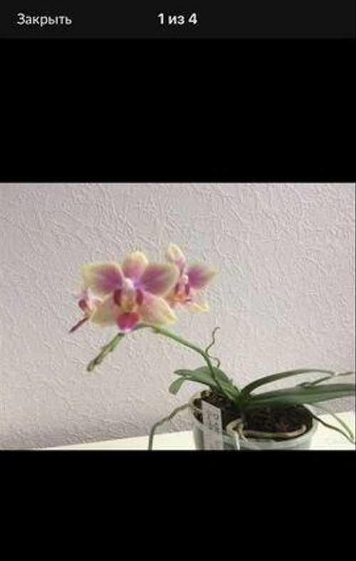 Орхидея P. Dtps Sogo Gotris. mini