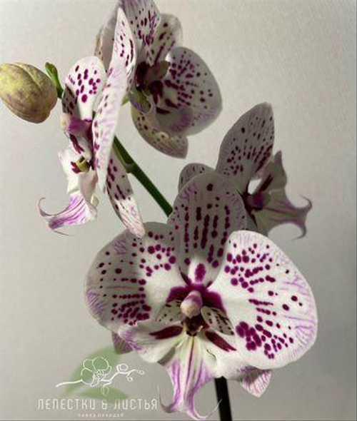 Орхидея фаленопсис Биг Лип