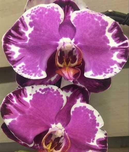 Орхидея фаленопсис Sacrifice каскад