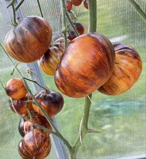 Семена коллекционных томатов ч.6
