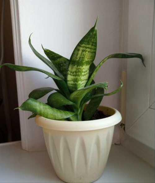 Сансевиерия Ханни (Sansevieria Hahnii)