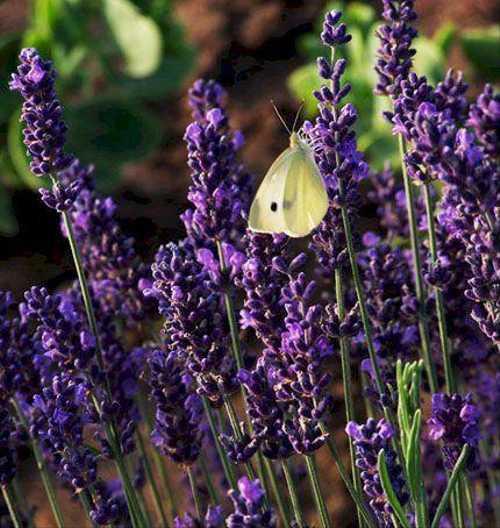 Лаванда узколистная Хидкот (Хайдкот)