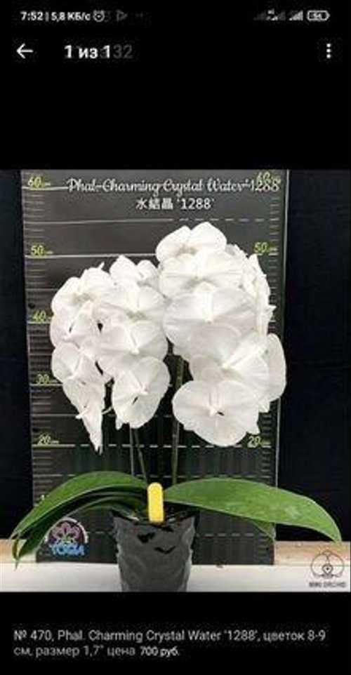 Орхидея. Подросток фаленопсиса, Crystal Water,.Биг