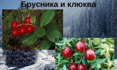 Саженцы черники, Брусники, клюквы, морошки
