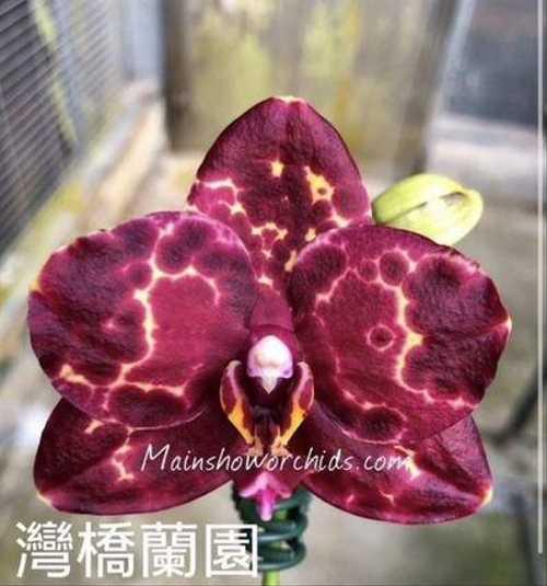 Орхидея фаленопсис QMM030 Phal. Yaphon Black Snake