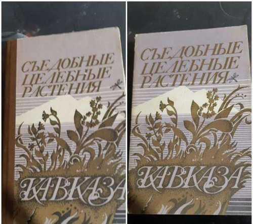 Съедобные целебные растения кавказа