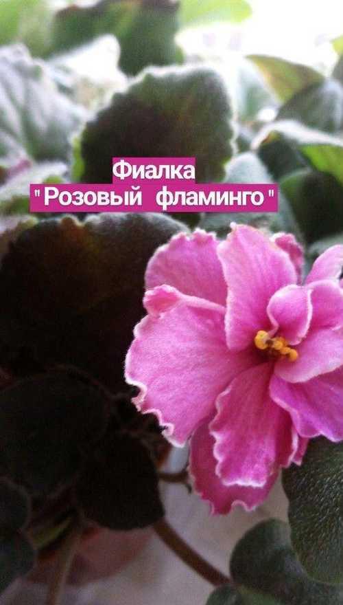 Фиалка "Розовый Фламинго" (обмен)