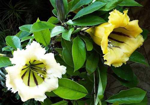 Соландра - экзотическое комнатное растение