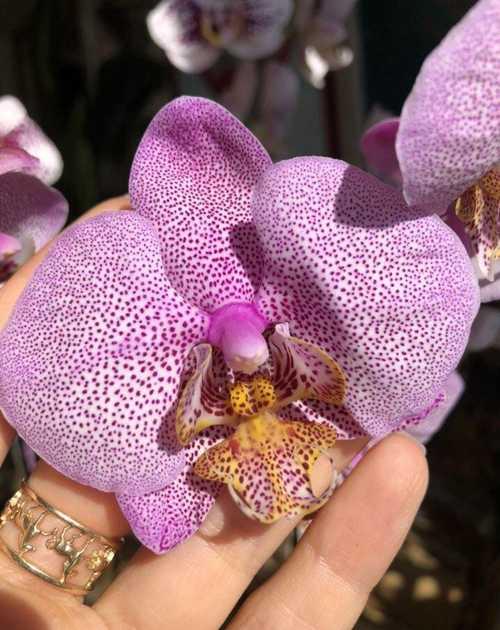 Сортовая Орхидея Манхеттен 2цв