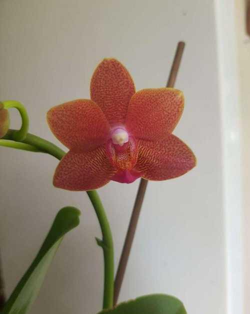 Орхидея фаленопсис Pingtung Bronze Age
