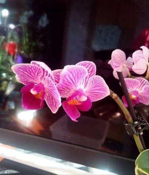 Орхидея фаленопсис Вивьен микро