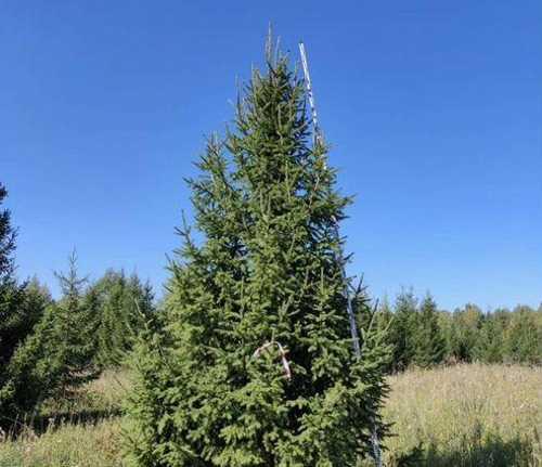 Ель/сосна/береза/пихта оптом высшего качества с зк