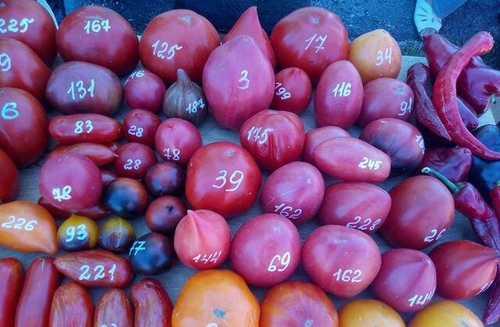 Семена сортовых помидоров