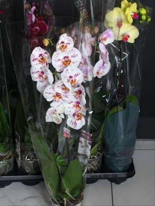 Орхидея фаленопсис усыпная цветами 964010