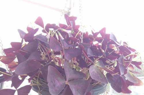 Оксалис фиолетовый