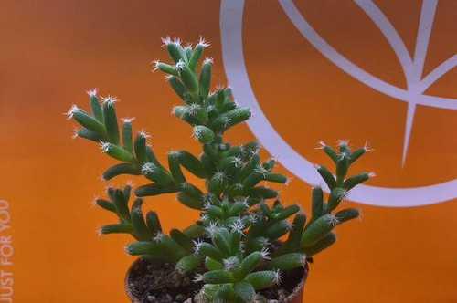 Суккулент Trichodiadema marlothii