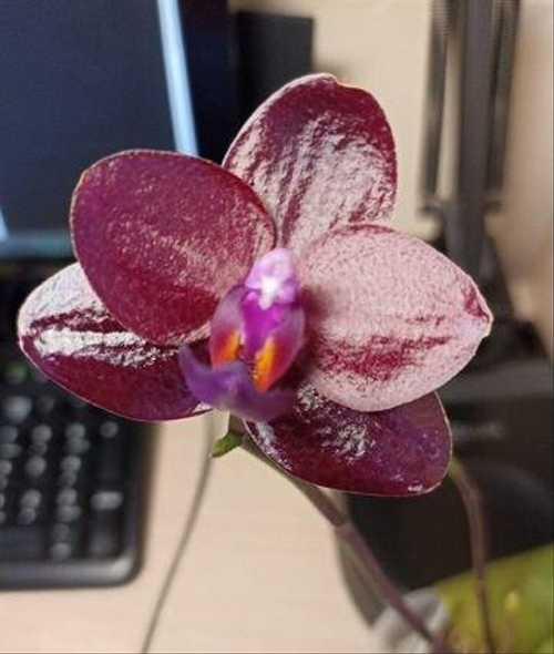 Phal. Mituo King