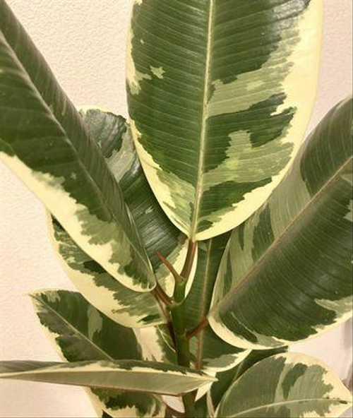 Ficus Elastica Tineke