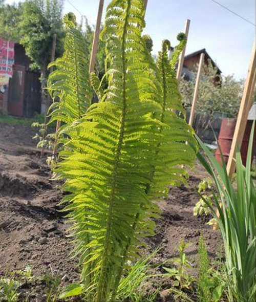 Папоротник декоративный перо