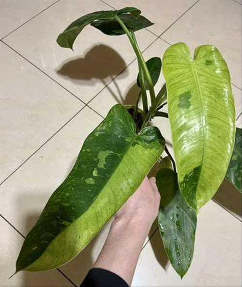 Philodendron Jose buono