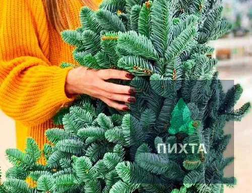 Пихта нордмана новогодняя. Ель