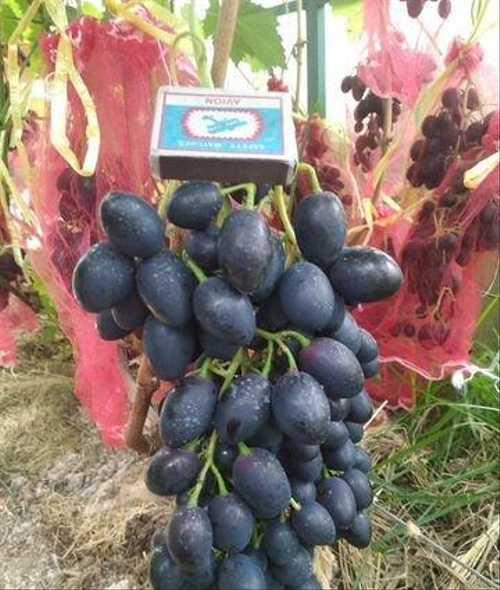 Черенки винограда для Подмосковья