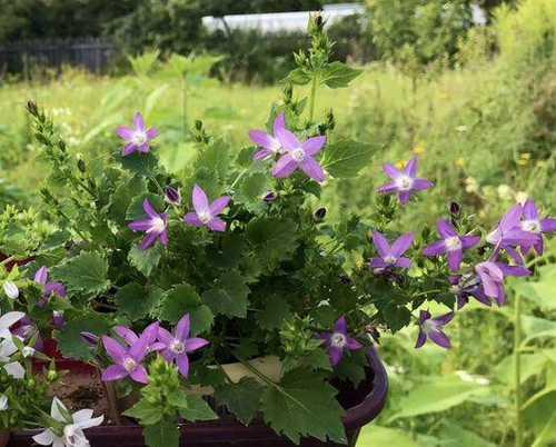 Кампанула Пожарского Аданса Пинк