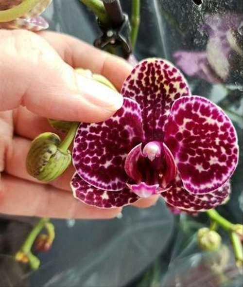 Орхидея фаленопсис сорт Wild Cat