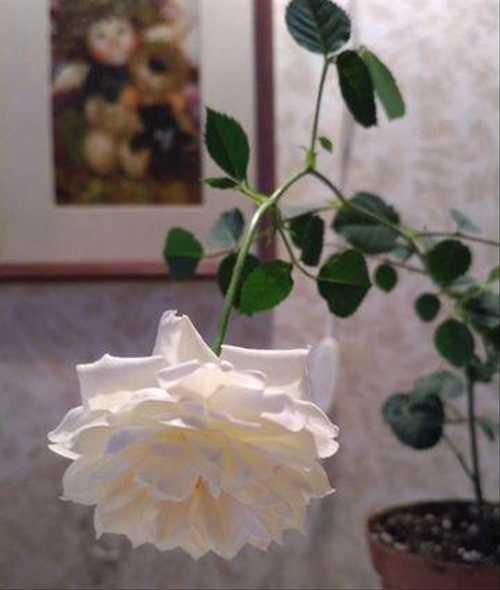 Роза бенгальская бело-розовая душистая