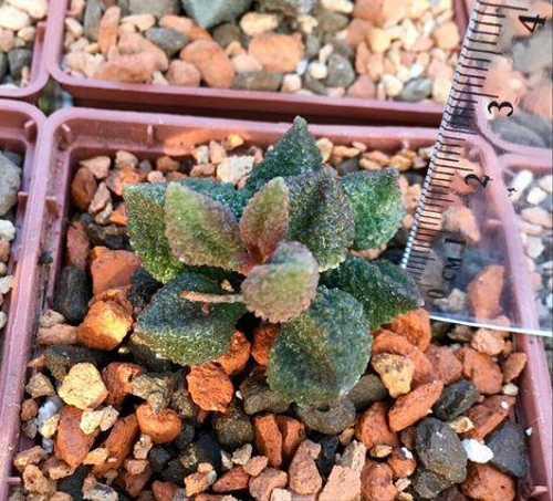 Адромискус марианны, adromischus marianiae herrei