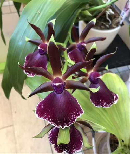 Орхидея Зигопеталум (Zygopetalum louisendorf)