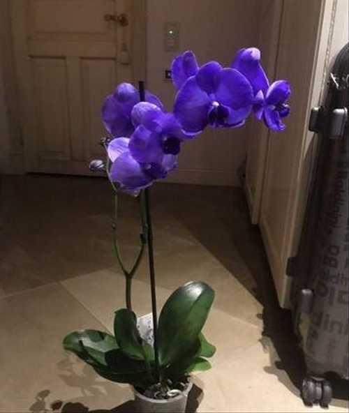 Орхидея фаленопсис, пурпурная, синяя
