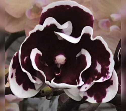 Орхидея Phal. Yaphon Black Butterfly