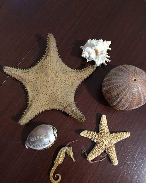 Ракушки, морская звезда, морской конек